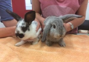 Microscopy - New Plymouth Vet Group