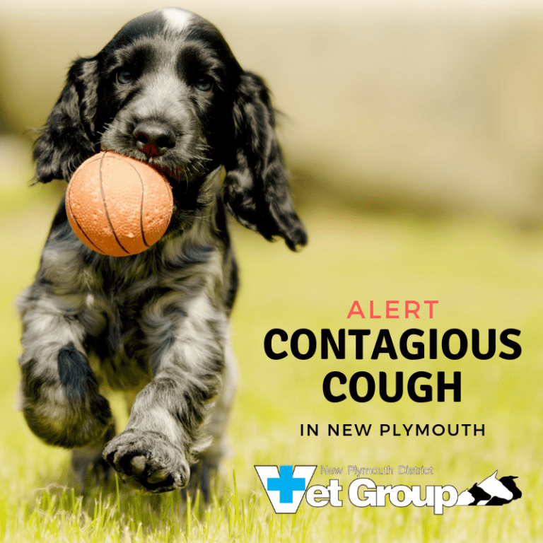 August Alert - Contagious Cough - New Plymouth Vet Group