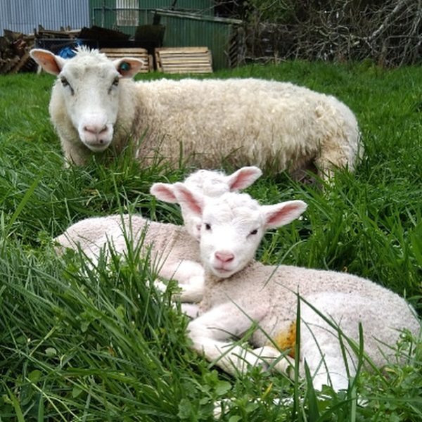 Docking Lambs - New Plymouth Vet Group