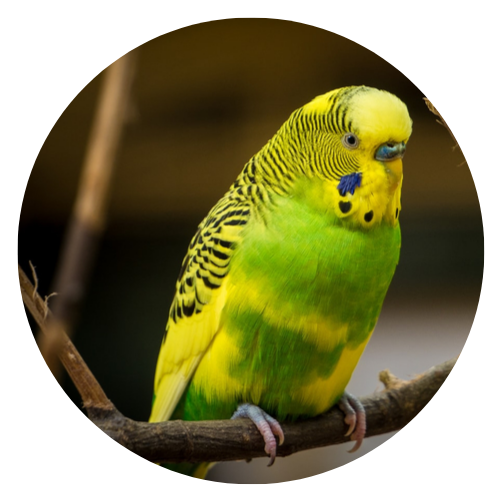 Transporting Your Bird - New Plymouth Vet Group