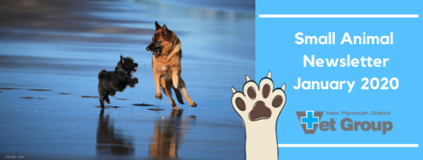 Small Animal Newsletter - January 2020 - New Plymouth Vet Group