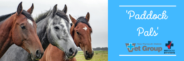 News - New Plymouth Vet Group