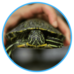 Bird, Rabbit and Turtle Articles - New Plymouth Vet Group