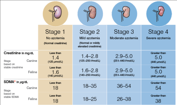 Chronic Kidney Disease in Dogs and Cats - New Plymouth Vet Group