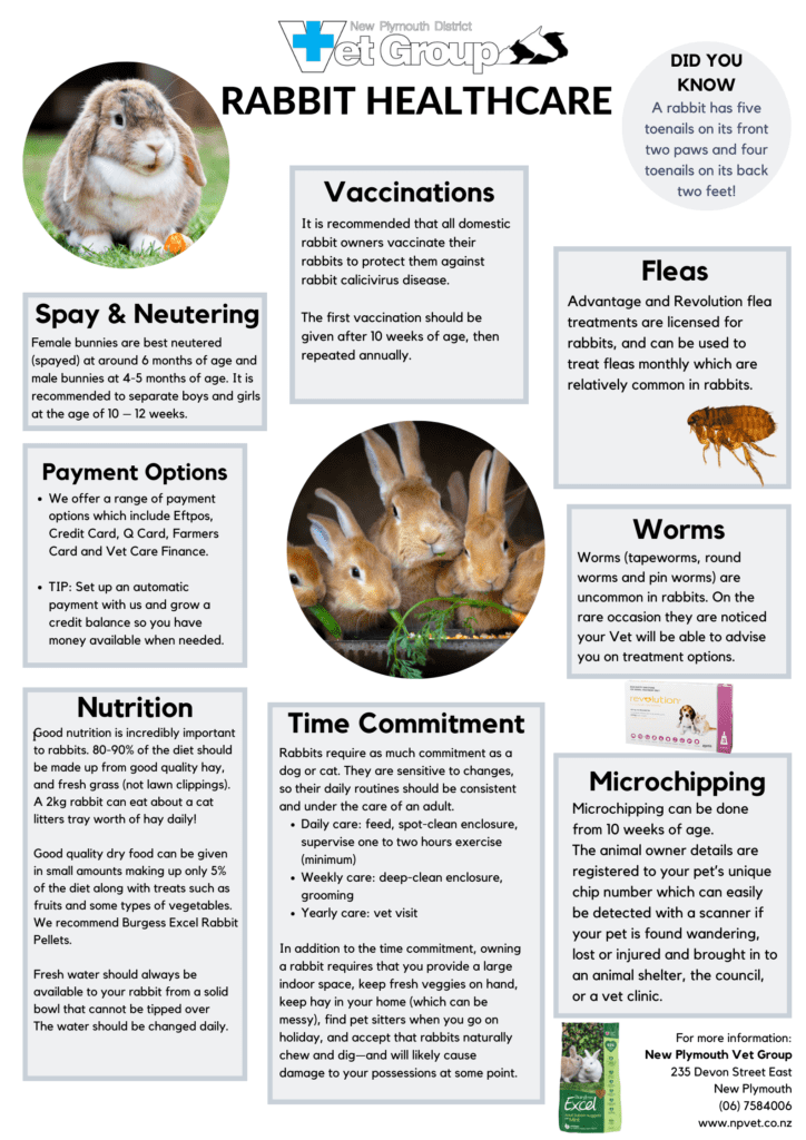 Rabbit Healthcare Information Sheet - New Plymouth Vet Group