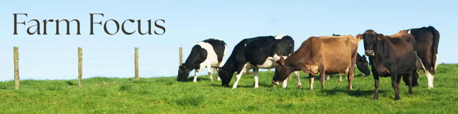 Farm Focus - Spring 2025 - New Plymouth Vet Group
